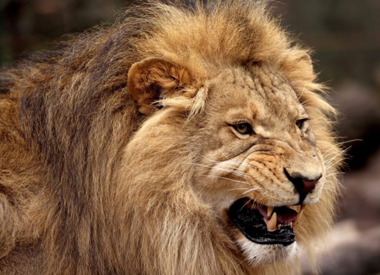 The Starving Lion - Beliefs of the Heart